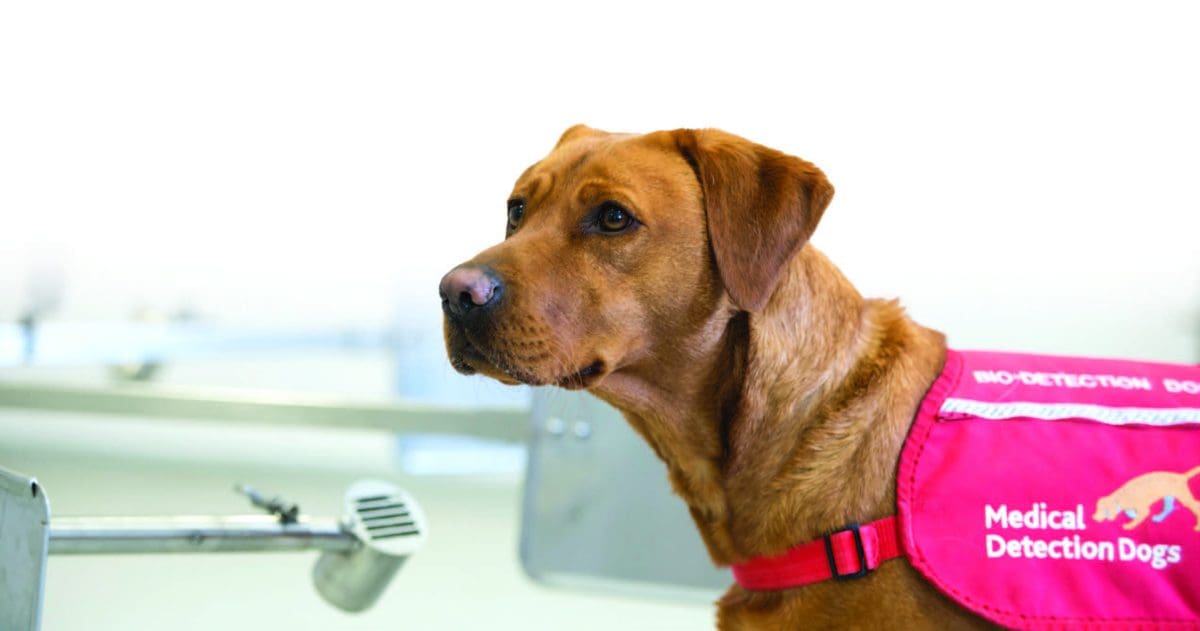 Hairy heroes that can sniff out medical emergencies | All Things Business