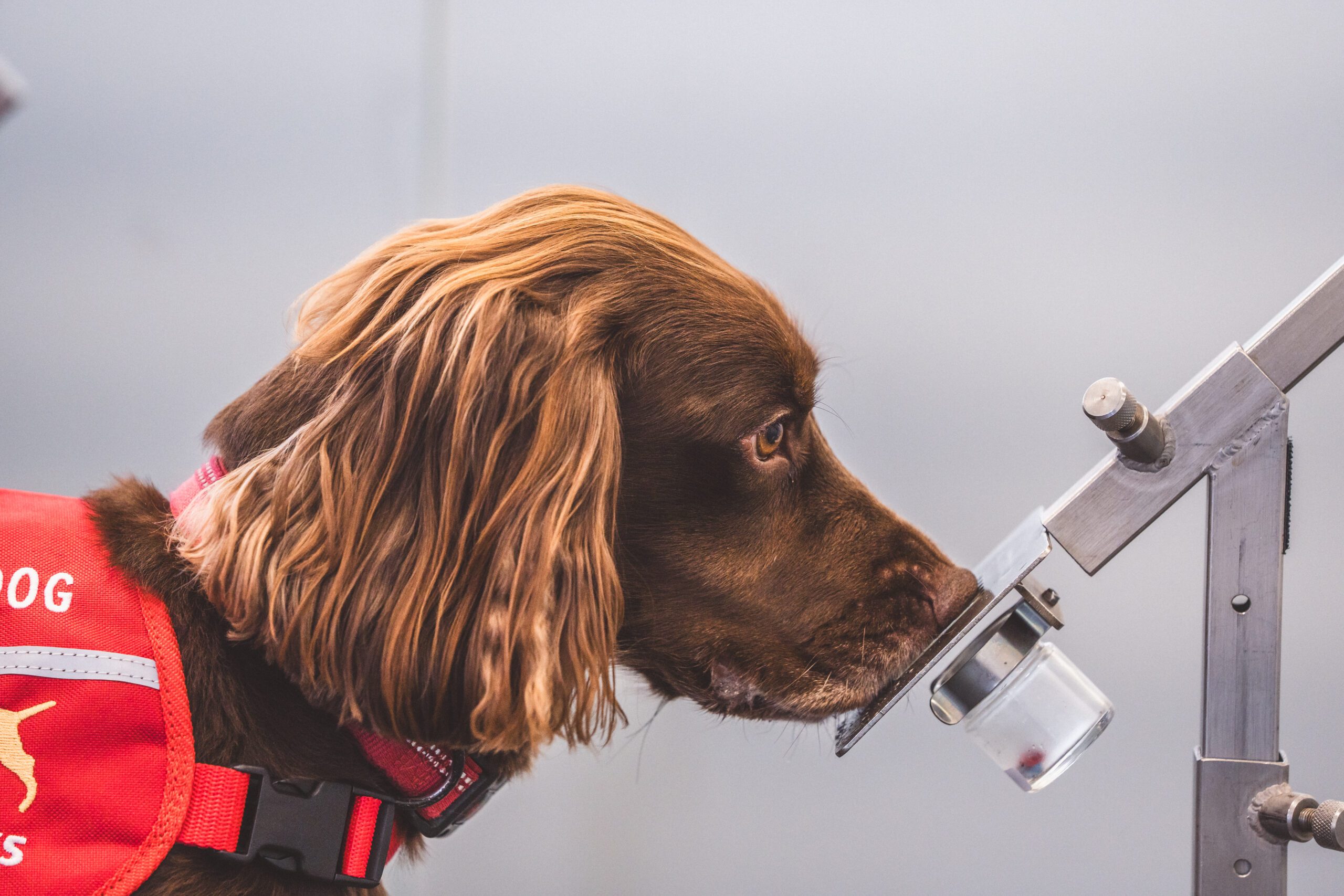 A scents of purpose for dogs detecting bowel cancer
